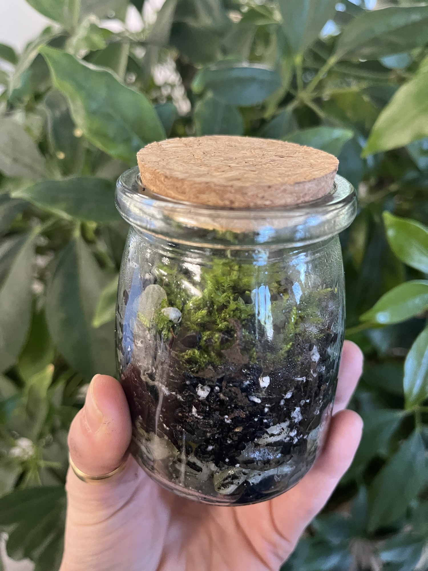 Small Batch DIY Terrarium Kits – Plants and Love With Haily